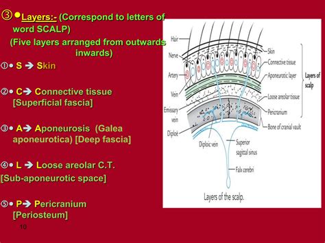 Anatomy Of SCALP And Its Blood And Nerve Supply Ppt