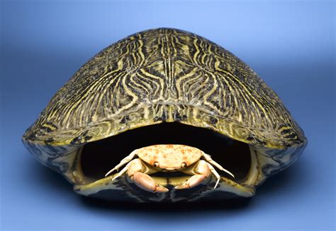 How To Clean Turtle Shell Dead Turtlean How To Clean Turtle Shell Dead Turtlean