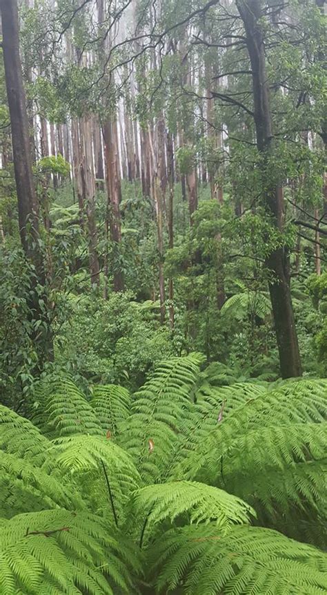 Tree Preservation And Habitat Creation Tree FX