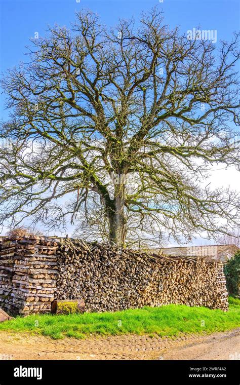 Large Oak Tree Leafless In Winter With Large Stack Of Cut Branches And Split Trunks For