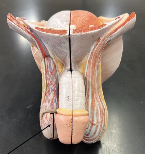 Male Reproductive Anatomy Flashcards Quizlet