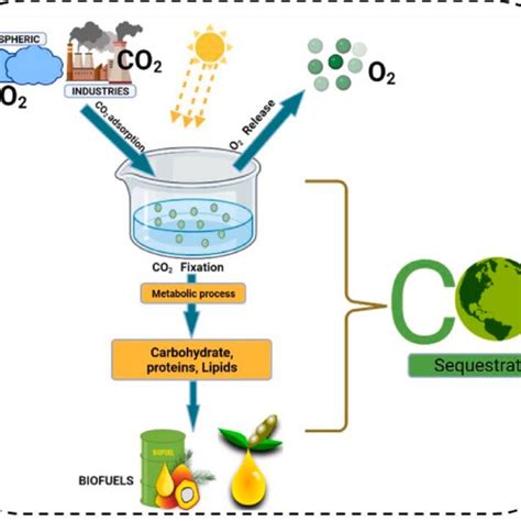 Pdf Microalgae Biorefinery An Integrated Route For The Sustainable Production Of High Value