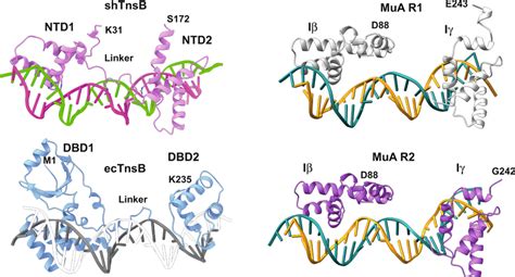 Comparison Of The Dna Binding Domains Of Shtnsb Ectnsb And Mua The Download Scientific Diagram
