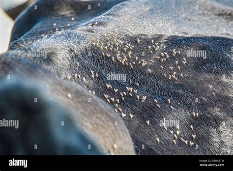 Focus On Horn Flies On The Back Of An Angus Cow Horn Flies Cause Major