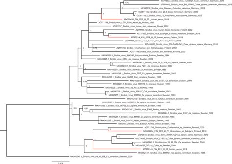 Phylogenetic Tree Based On Complete Coding Sequences Of Sinv Sinv
