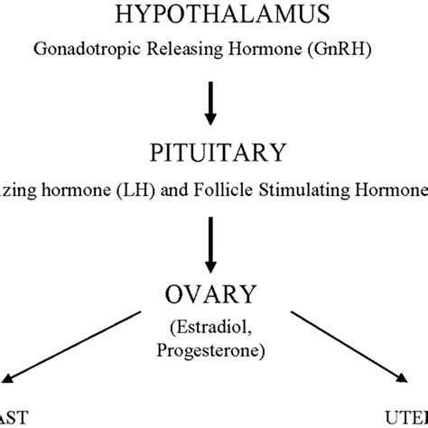 2 Patterns Of Hormone Secretion Across The Normal Menstrual Cycle An Download Scientific