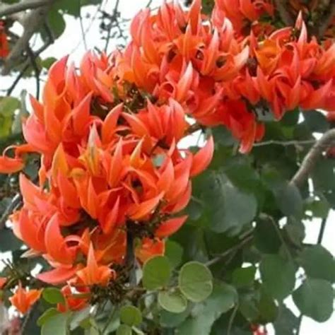 ต้นจาน หรือ ต้นทองกวาว Butea Monosperma ดอกจาน ไม้ยืนต้น ต้นสูง 50 ซม จัดส่งในถุงชำ มิ่งไม้มหา