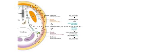 Model For Avian Neural Crest Migration The Dorsolateral And Ventral