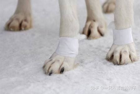 狗狗后腿突然瘸了 知乎