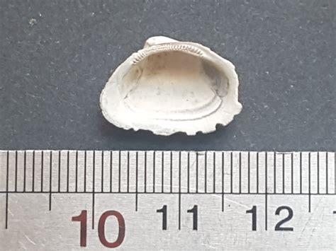 Can Anyone Help Me To Identify This Bivalve What Is The Genus And Species ResearchGate