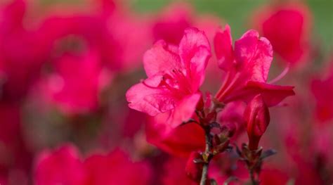 Tips For Growing Beautiful Azaleas In Containers