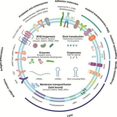 Exosome Structure And Molecular Composition Exosomes Are Surrounded By