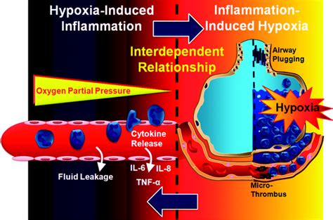 Hypoxia Induced Inflammatory Cytokine Secretion In Human Adipose Tissue Stromovascular Cells