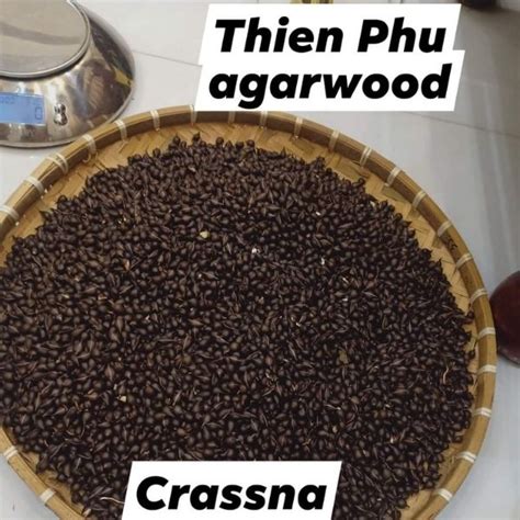 Agarwood Seeds