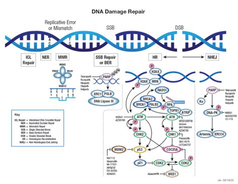 Cell Cycle Regulation Pathways Cell Signaling Technology