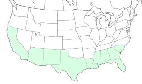 10 Types Of Cockroaches Found In Florida Id Guide Bird Watching Hq 10 Types Of Cockroaches Found In Florida Id Guide Bird Watching Hq