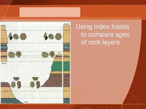 Index Fossils And Correlation Lab At Wade Arnold Blog