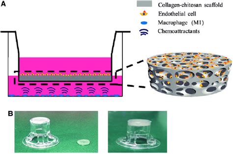 Scheme 1 A Schematic Illustration To Show The Model Of 3d Cell Download Scientific Diagram