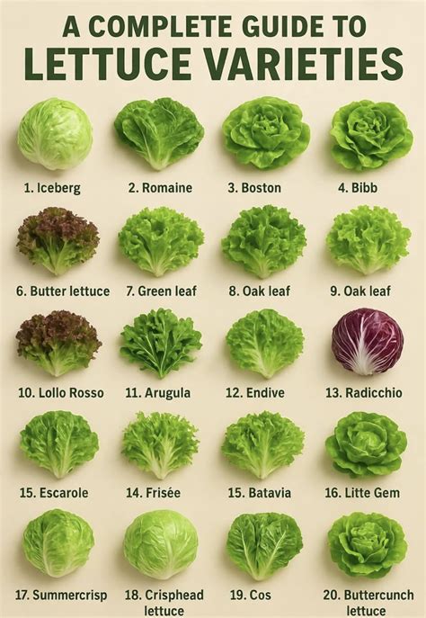 Know Your Produce Lettuce Varieties Artofit