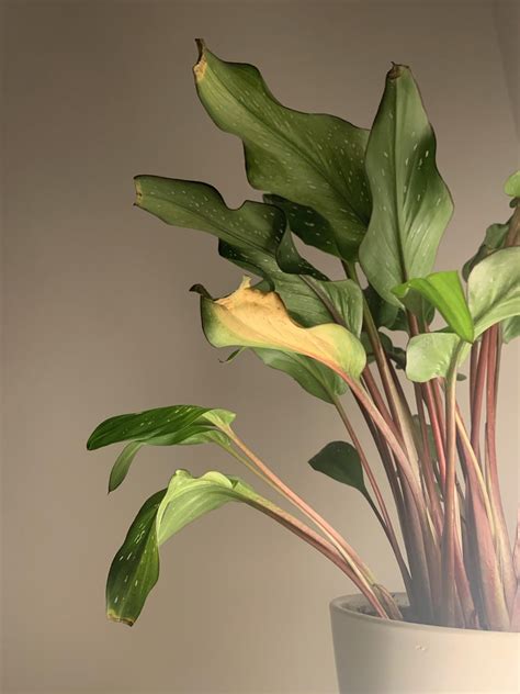 My Trader Joes Calla Lily Is Looking Bad Is It Going Dormant R