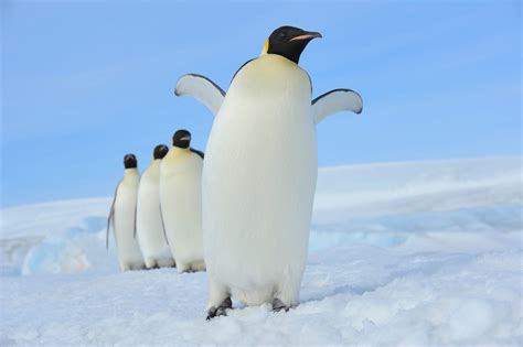 How To Manage Fedoras Firewall Without Using The Command Line Zdnet