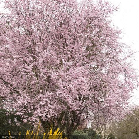 Plum Thundercloud Rogers Spring Hill Plant Database Rogers Spring Hill Plant Database