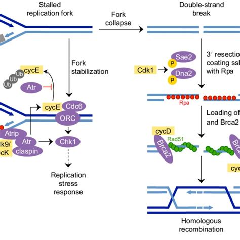 PDF Cdks Cyclins And CKIs Roles Beyond Cell Cycle Regulation