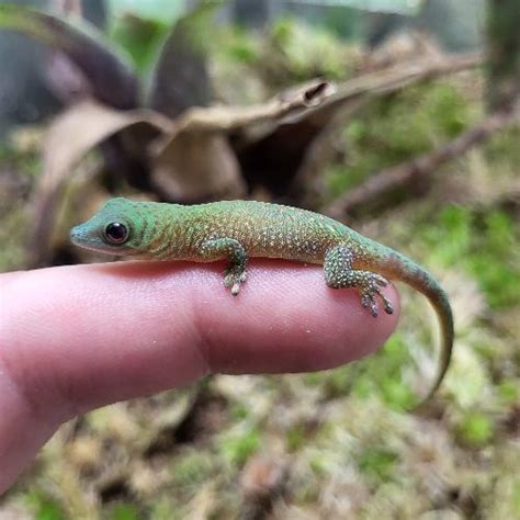 Phelsuma Kochi