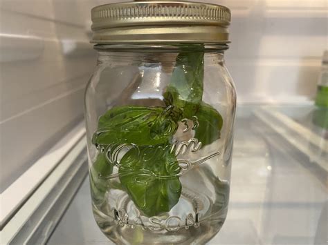 How To Store Fresh Basil So It Stays Fresh