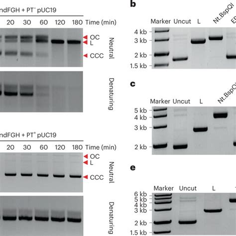 Dna Nicking Assays Of The Dndfgh Complex In Vitro A Time Course Of Download Scientific Diagram