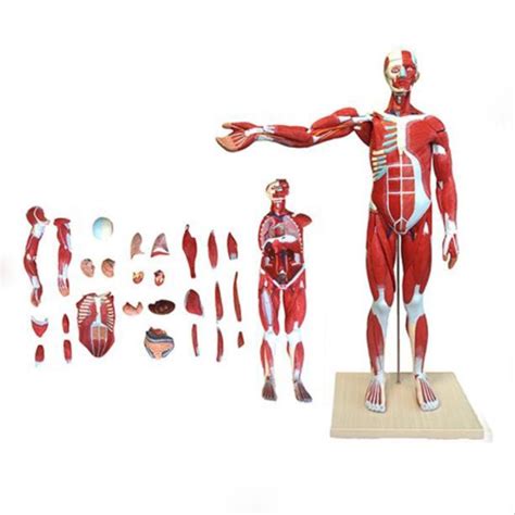 High Reproduction And Accuracy Medical Teaching Models Dual Sex Human Torso With Head Model