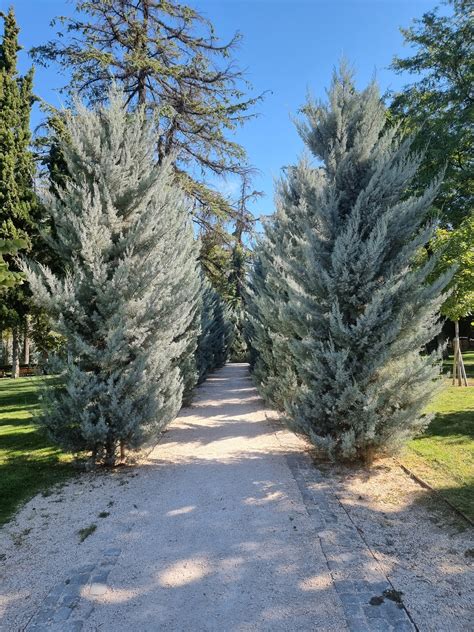 სანერგე სადარი • Nursery Sadari არიზონას კვიპაროსი Cupressus