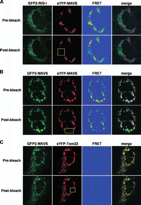 Rig Imavs And Mavs Mavs Interactions Visualized By Fret And Acceptor Download Scientific