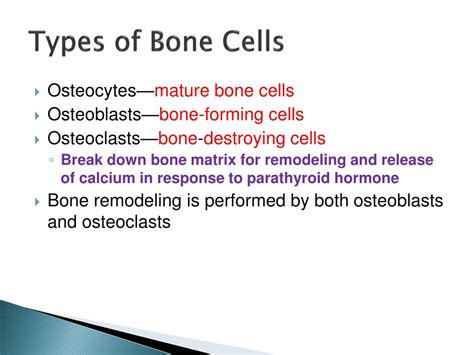 Ppt Chapter 5 The Skeletal System— Part A Powerpoint Presentation Id 2360108