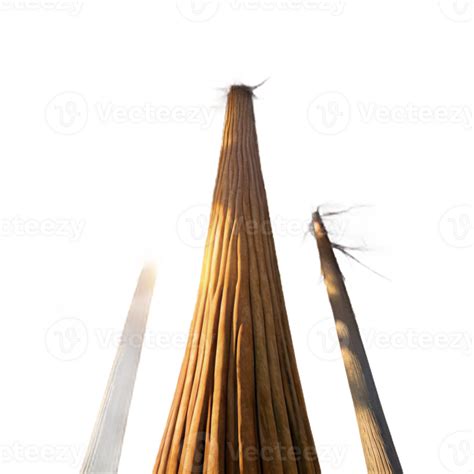 Beautiful Rustic A Giant Sequoia Tree Reaching Towards The Sky Sunlight Filtering Through The