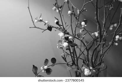 Nude Tree Branch Images Stock Photos D Objects Vectors Shutterstock