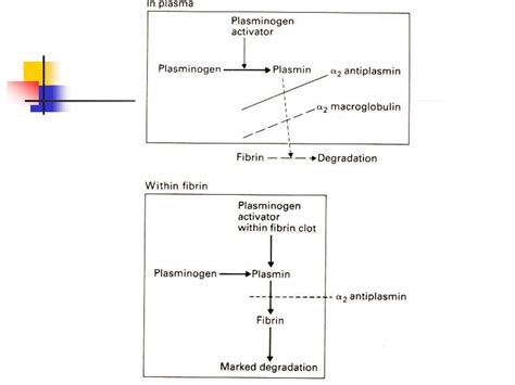 Bleeding Disorder Hemostasis Thrombocytopenia Itp Ppt Free Download