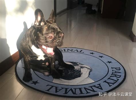 狗狗身上“跳蚤”和“口炎”两种病症的形成与诊治 知乎