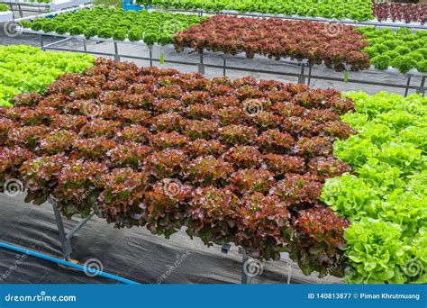 Lollo Rossa Red Leaves Lettuce Salad Plant In Hydroponics Vegetables