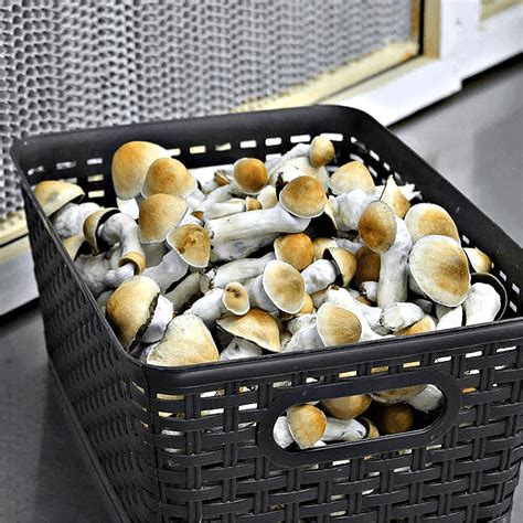 Penis Envy Mushrooms Buy Penis Envy Mushroom Magic Mushrooms