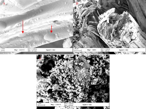 Stage 5 Cryo Sem Micrograph Of A Surface B Cross Section Fracture