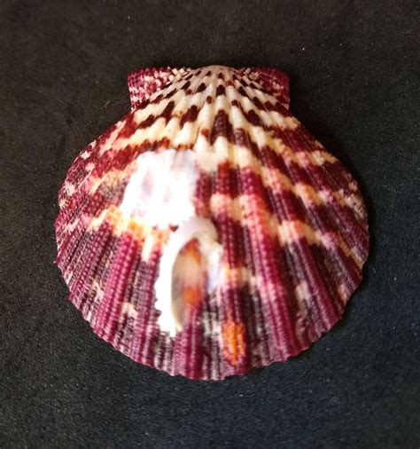 Lote 304 A Concha Scalop Shell Elo7 Produtos Especiais