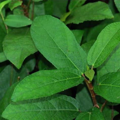 Ficus Tikoua Figuier Des Guêpes Pot De 2l3l Jardiland