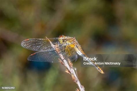 화창한 여름날 클로즈업 사진에서 녹색 잎에 앉아있는 Ruddy Darter 잠자리 0명에 대한 스톡 사진 및 기타 이미지 0명 곤충 나뭇가지 Istock