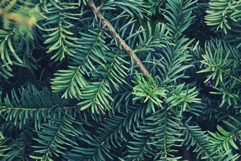 Are American Yew Trees Poisonous To Touch Thriving Yard