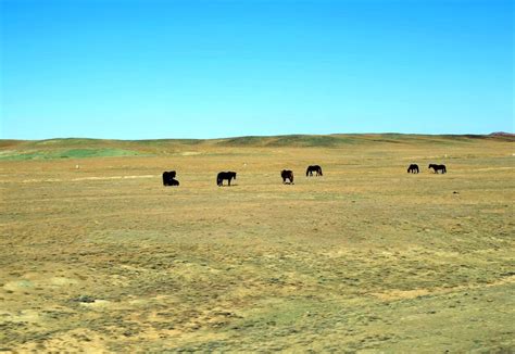 2020古尔班通古特沙漠 旅游攻略 门票 地址 问答 游记点评，吉木萨尔旅游旅游景点推荐 去哪儿攻略