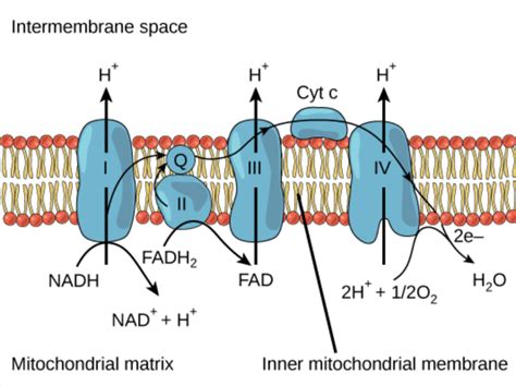 Energy ATP And NADH Diagram Quizlet