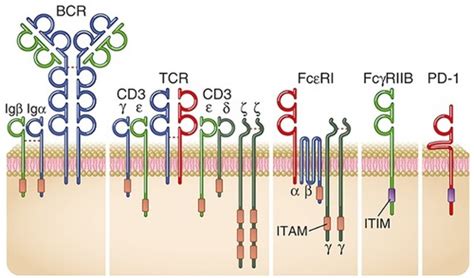 T Cell Receptor Tcr Structure And Signaling Flashcards Quizlet
