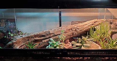 My Geckotoad Enclosure Album On Imgur