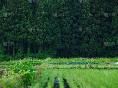 新泻县日本青酒水稻梯田自然度假胜地水平画幅雪运河日本公路